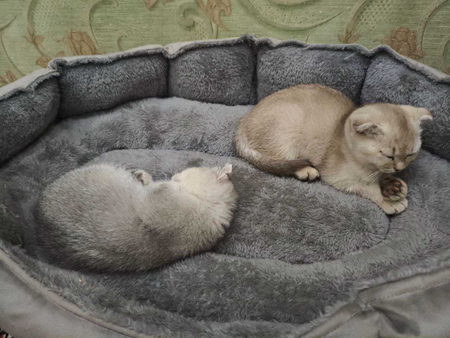 Серебристая шиншила фолд котенок девочка