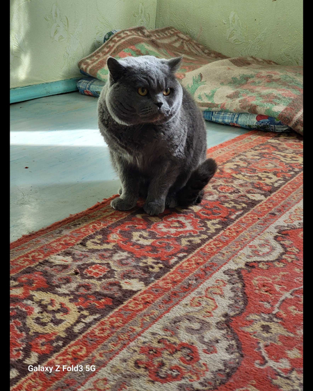 Котята Скотиш страйт  фолд