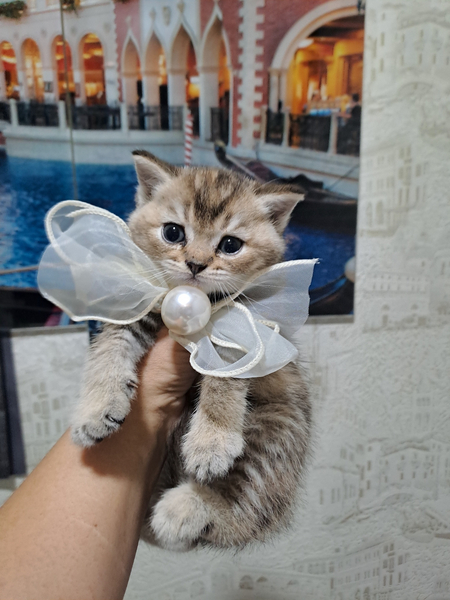Продаются шикарные котята Скоттиш фолд и Скоттиш страйт