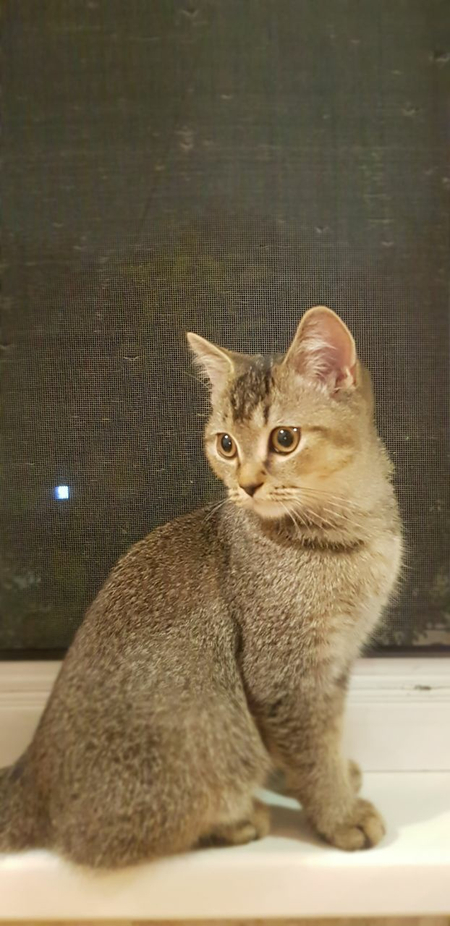 Котята Шотландские Шиншиллы