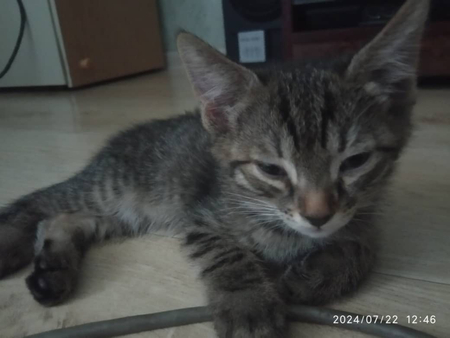 Пристраиваю котят в добрые руки.