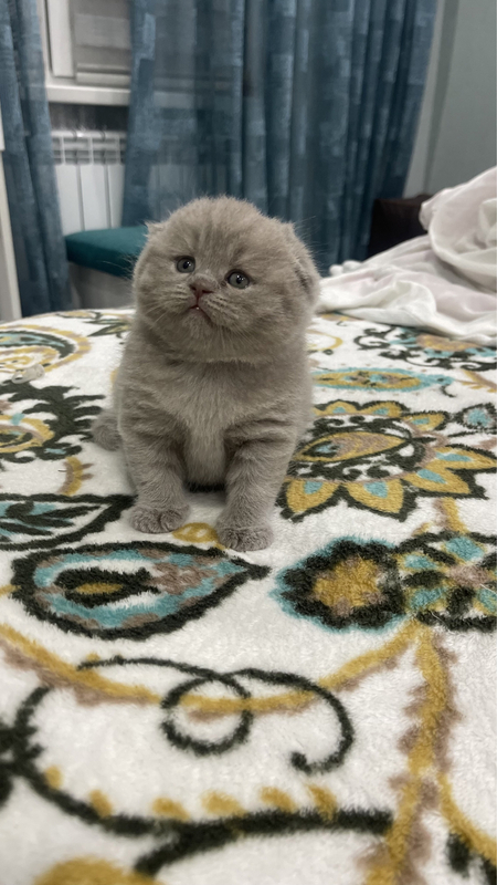 Фолд девочка