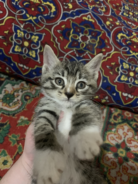 Котенок (бесплатно)