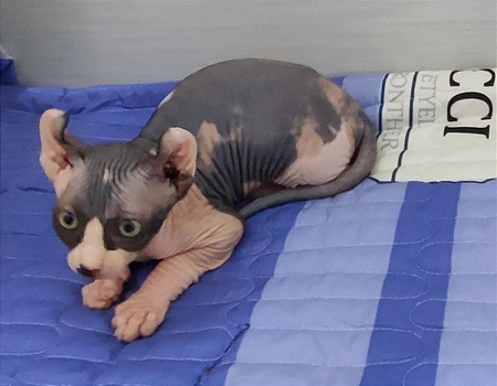 Котята сфинкса     .