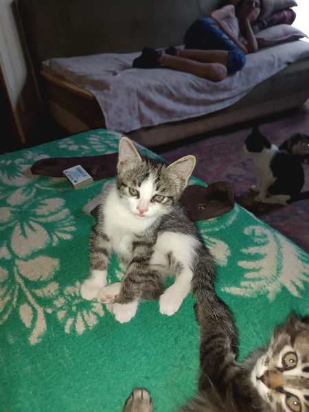 Отдам котят в хорошие руки