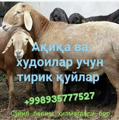 Ақиқа ва маросимлар учун хохлаган вазндаги тирик қўйлар олиб бориб сўй