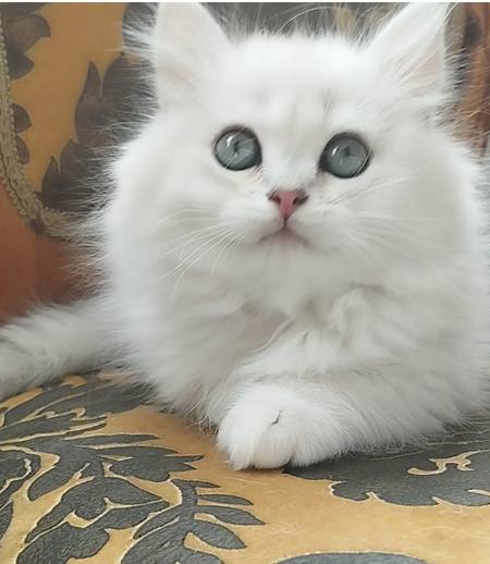 Сотилади Британский шиншилла чистокровный Киз & Угл