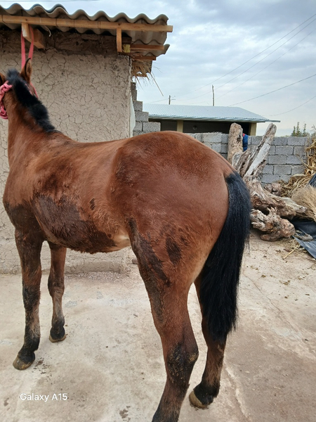 Hamma narsa siga javob beraman