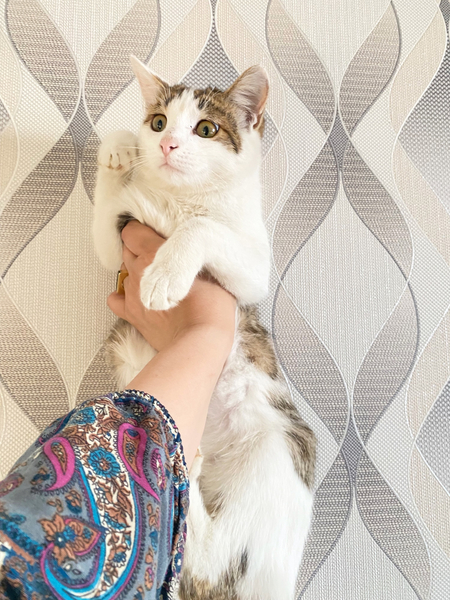 Кошки котята