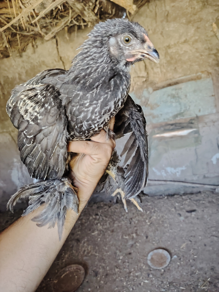Brama tuxumlari sotiladi toza zotli