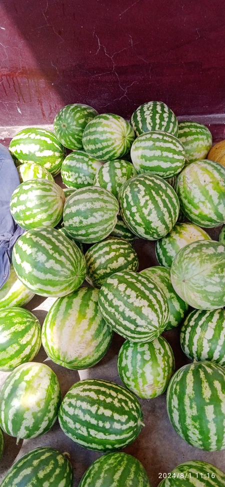 Tarvuz optom narxda