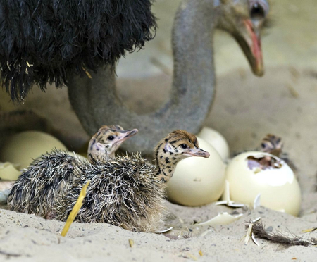Туякуш жужалари страус острич цыплята tyuaqush jo'jalari ostrichstraus