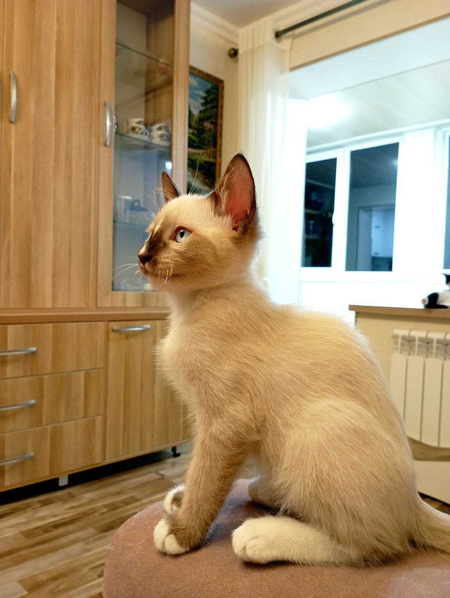 Продам домашнего котенка