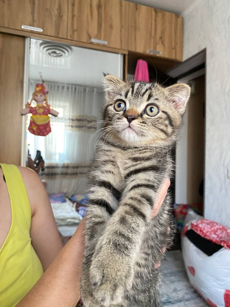 Котята Скоттиш Фолд, правильной вязки!