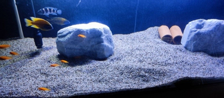 Kvarts tosh Galka AKVARIUM uchun