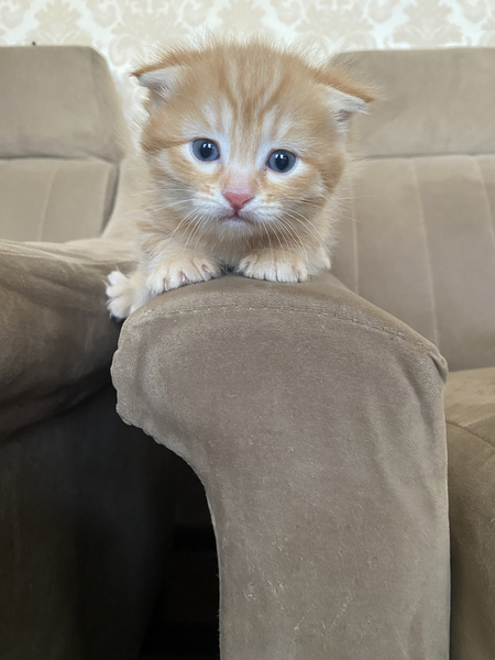 Скотиш фолд и страйт