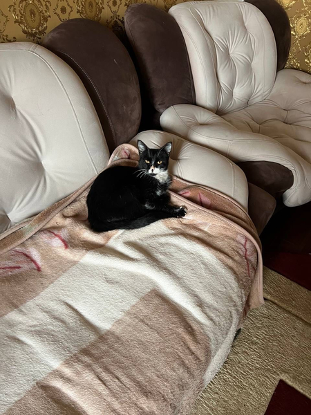 Отдается в хорошие руки кошка