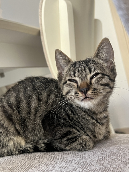 Котенок в добрые руки