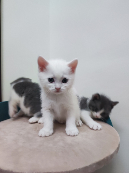 Пародистые котята.