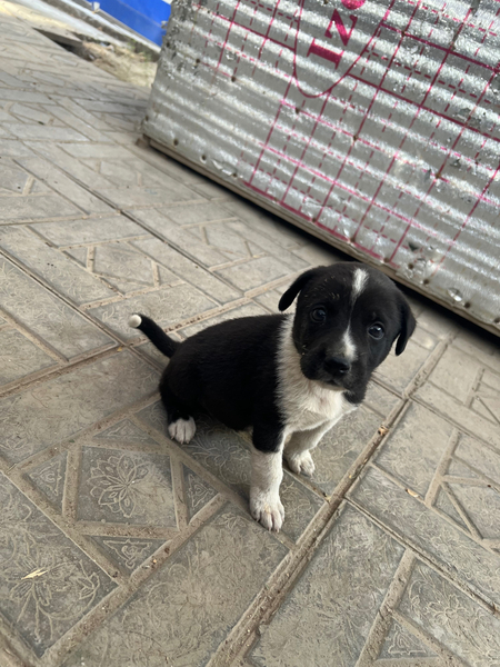Животные собака щенок маленький