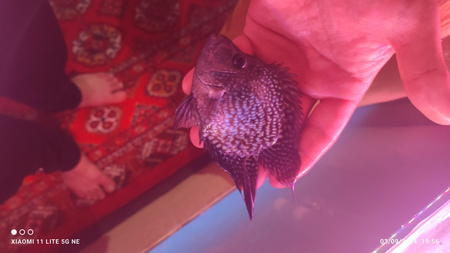 Baliqlar sotiladi sogʻlom