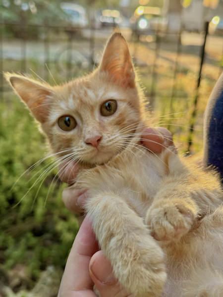 Рыжий котенок в добрые руки