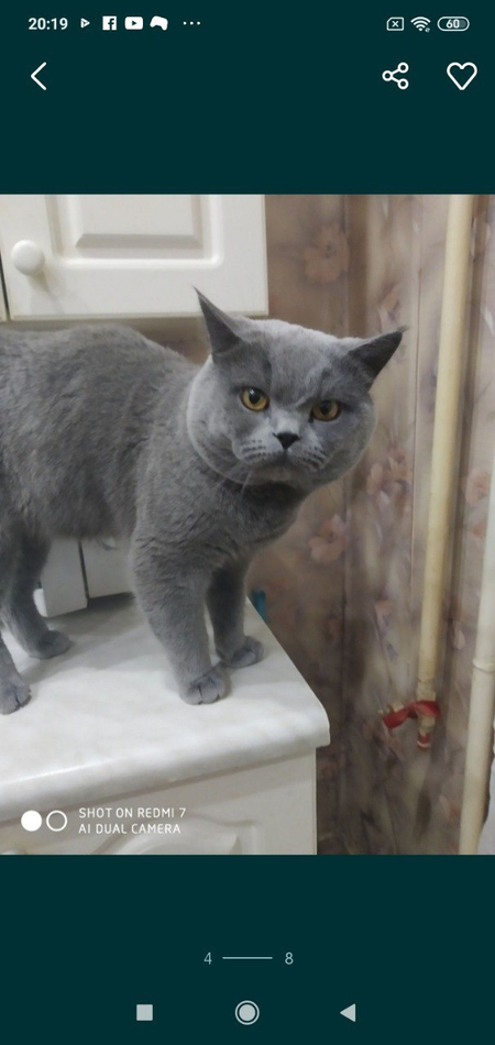 Продается котенок породы скоттиш -страйт.