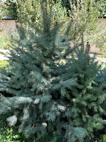 Archa sibirniki moviy rang