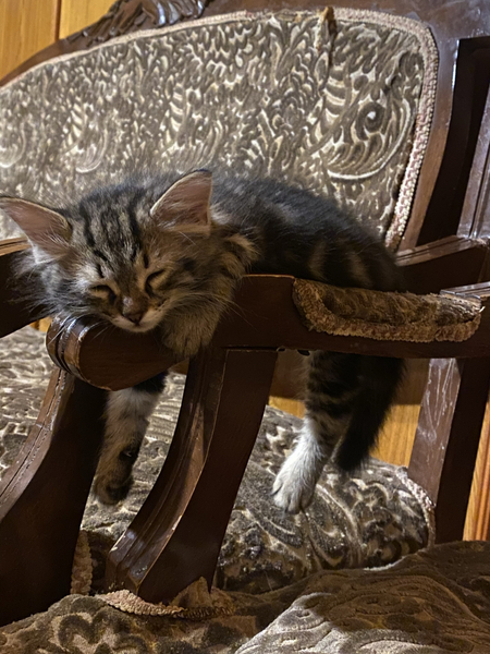 Котенок 3 месяца девочка