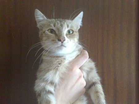 Красивая кошечка Даша в добрые руки.