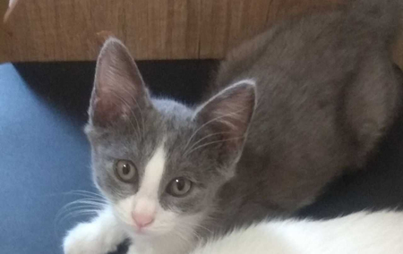 Котята ищут дом и ответственных хозяев