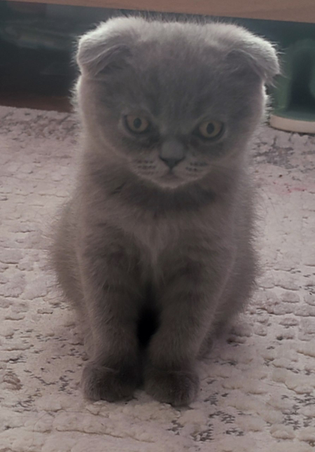Котята скоттиш фолд 2шт и Скоттиш страйт 1н
