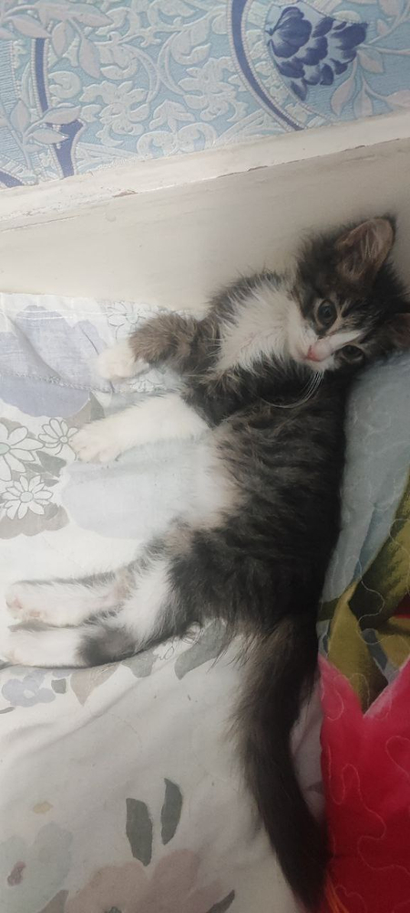 Продаётся котенок