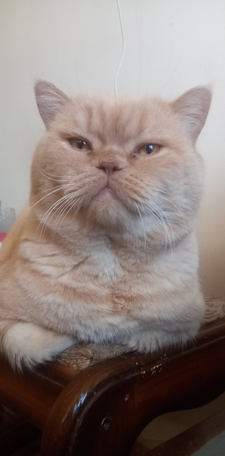 Шотландский кот. Вязка