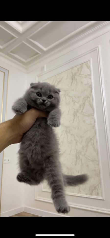 Scottish fold Og'il bola 20 kunlik
