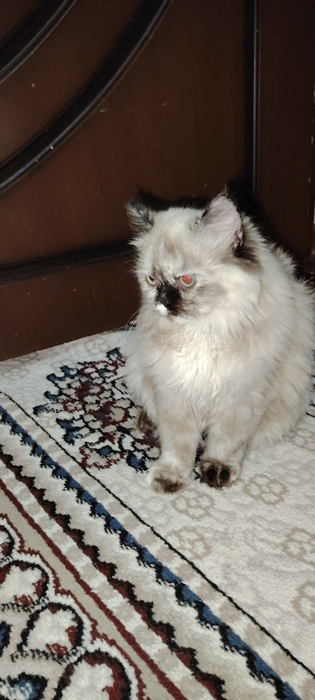Mushuk sotildi qizbola
