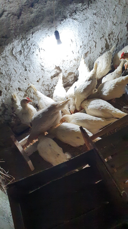 Сенди хонакилашган