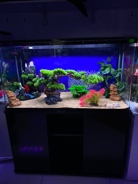 Akvarium zakasga yasimiza