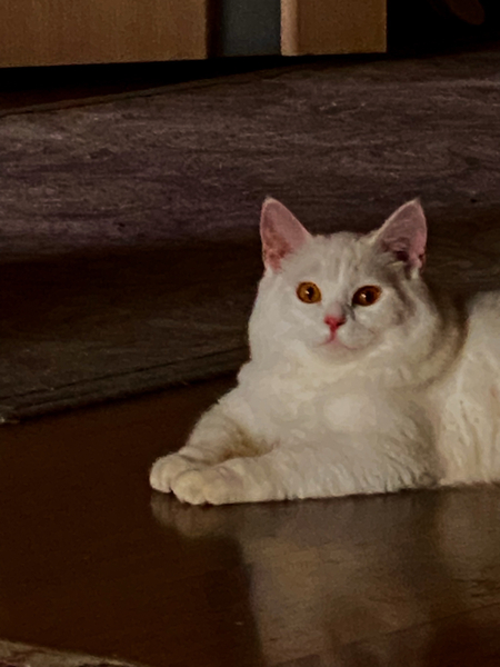 Скотиш Страйт