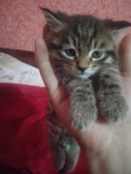 Mushukcha.  Bir yarim oylik  gipart  simon