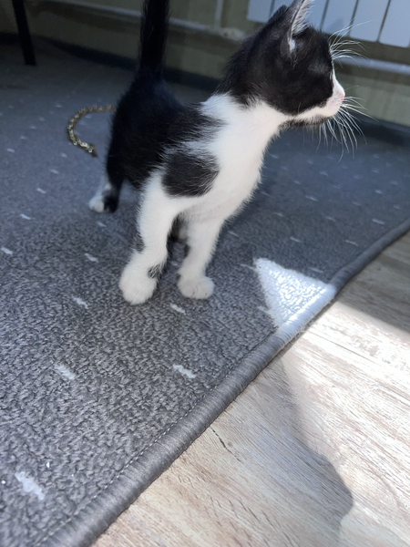 Котята в добрые руки, Ц-4