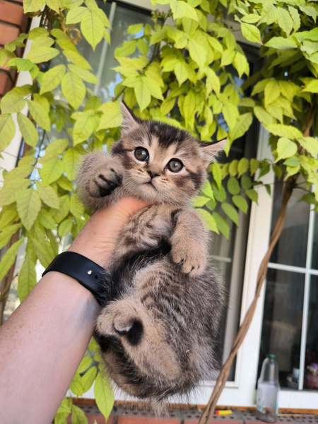 Продам котят Скотиш страйт