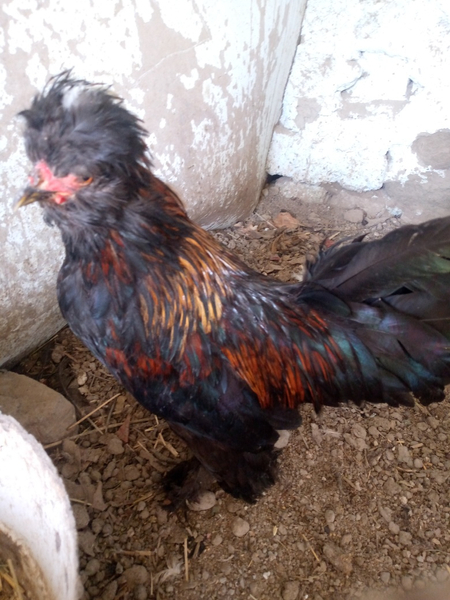 Sotdor xoʻrozchalar sotiladi