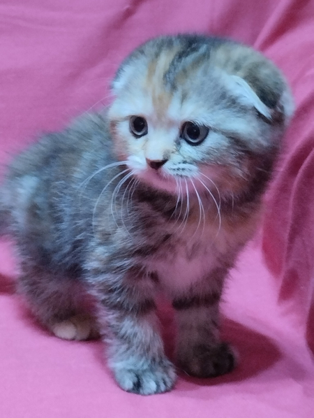 Продам котят, скотиш страйт и скотиш фолд.