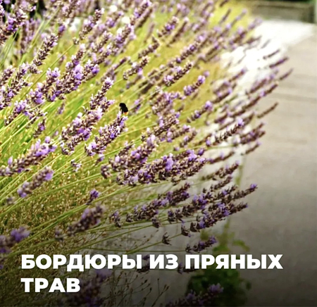 Пряные травы в сад