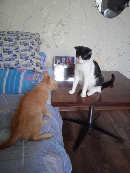 Отдается в добрые руки кошечка