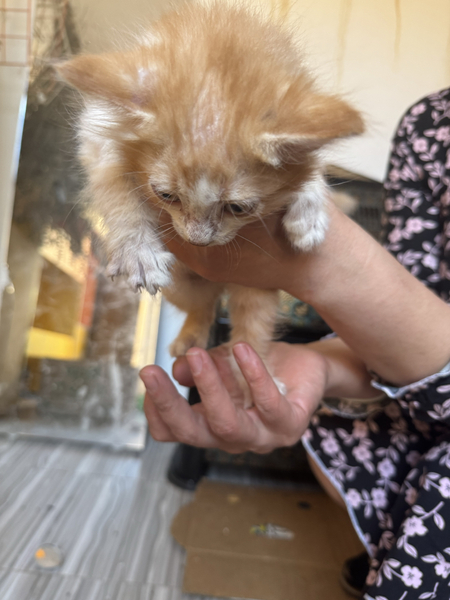 Отдам котят в добрые руки