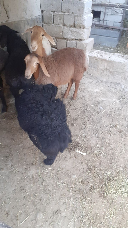 Qo'y qo'chqorlar bor