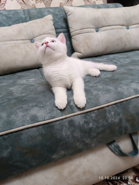 Скоттиш страйт мушуги