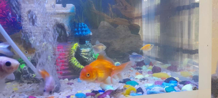 Аквариумистика Akvarium Akvariym